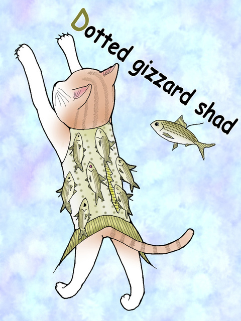 TINAMI - [イラスト]『変身にゃんこのABC・海魚編』Dotted gizzard shad（コノシロ／コハダ）