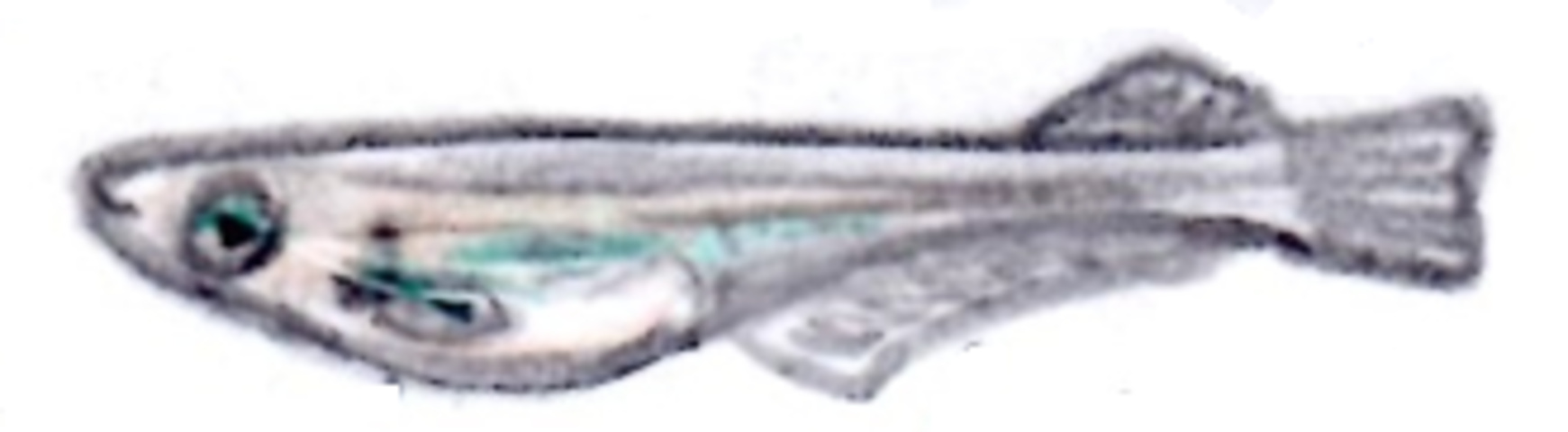 TINAMI - [イラスト]タイメダカ