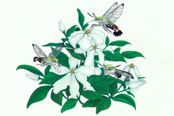 TINAMI - [イラスト]オオスカシバとクチナシ