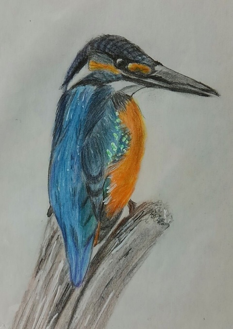 TINAMI - [マンガ]野鳥 4枚