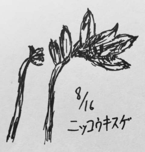 TINAMI - [イラスト]5分スケッチ 16/8/16