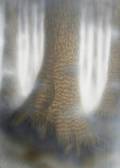 TINAMI - [イラスト]Giant Cedar Forest