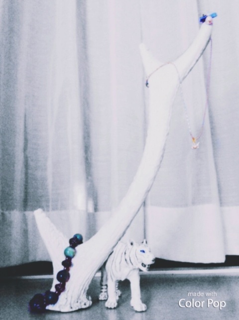 TINAMI - [モデル]Forest