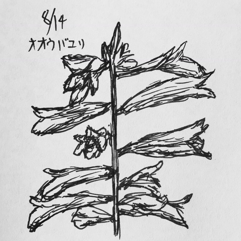 TINAMI - [イラスト]5分スケッチ 18/8/14